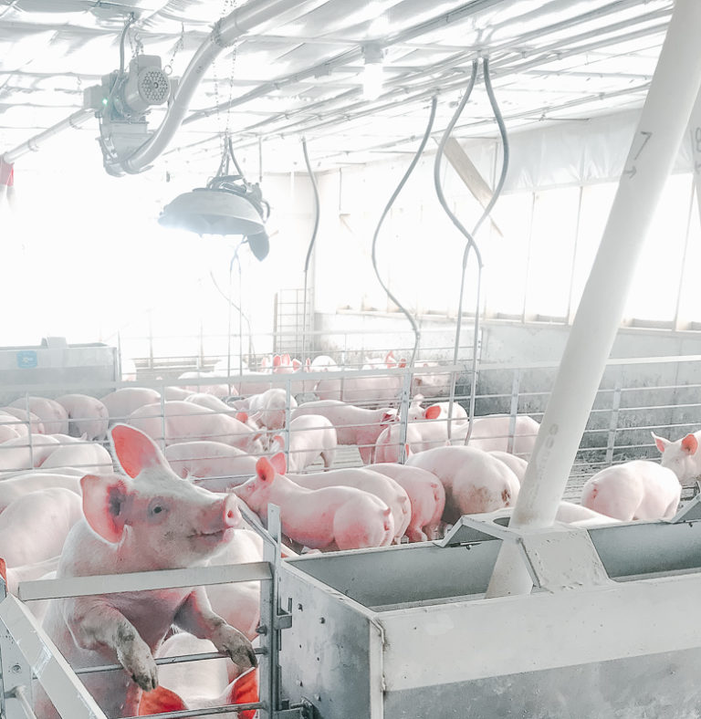 Farm to Table: What I learned at an Ohio Pig Farm + My Aunt Lura's Pork ...