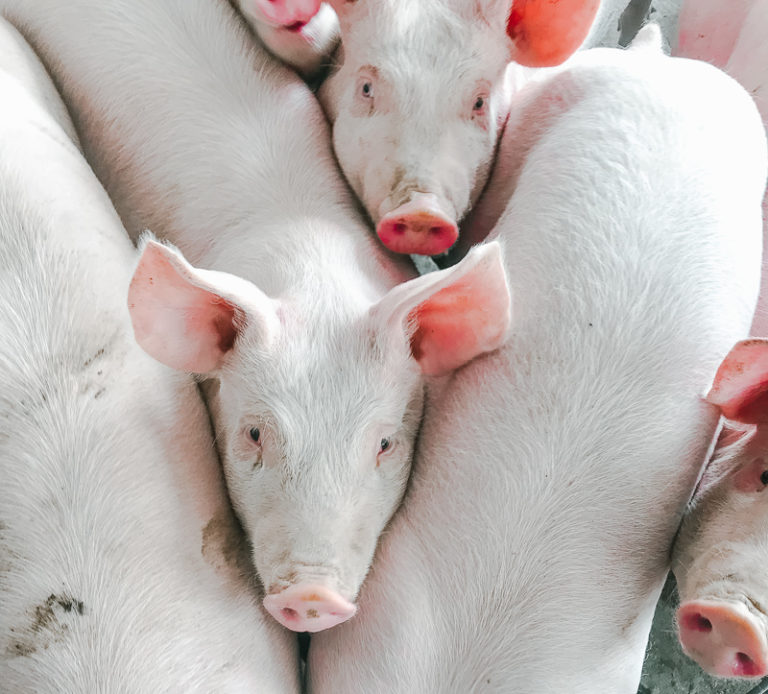 Farm to Table: What I learned at an Ohio Pig Farm + My Aunt Lura's Pork ...